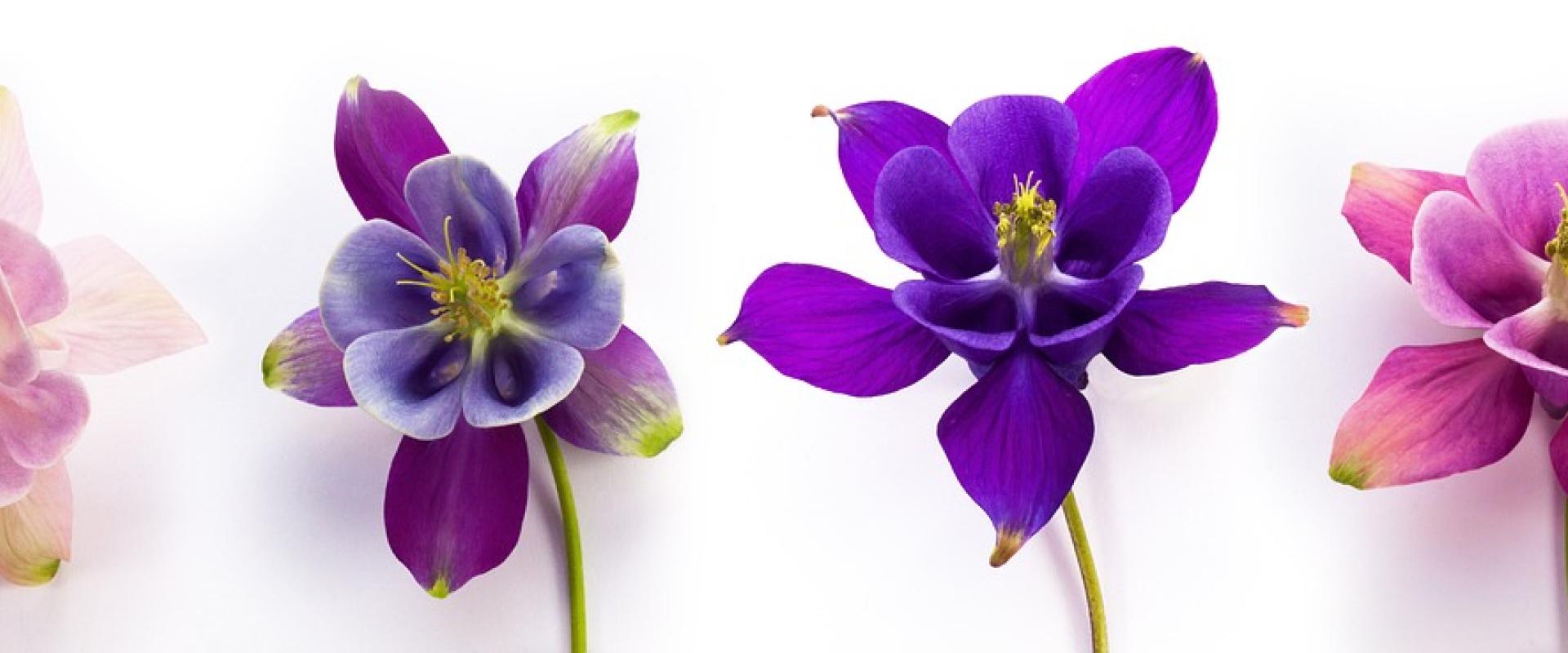 CFP Board’s 7 Steps to Financial Planning | Private Financial Design